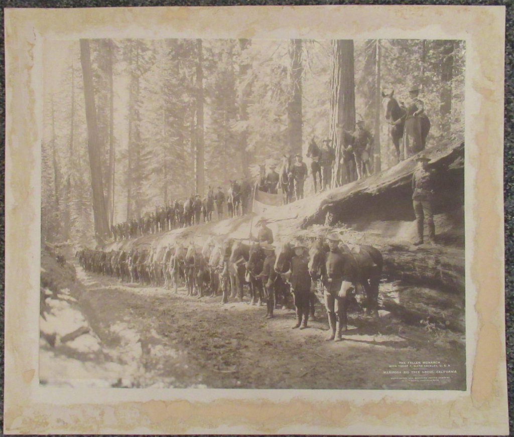 1899 Mammoth Tibbitts California Photo “Fallen Monarch with Troop F ...